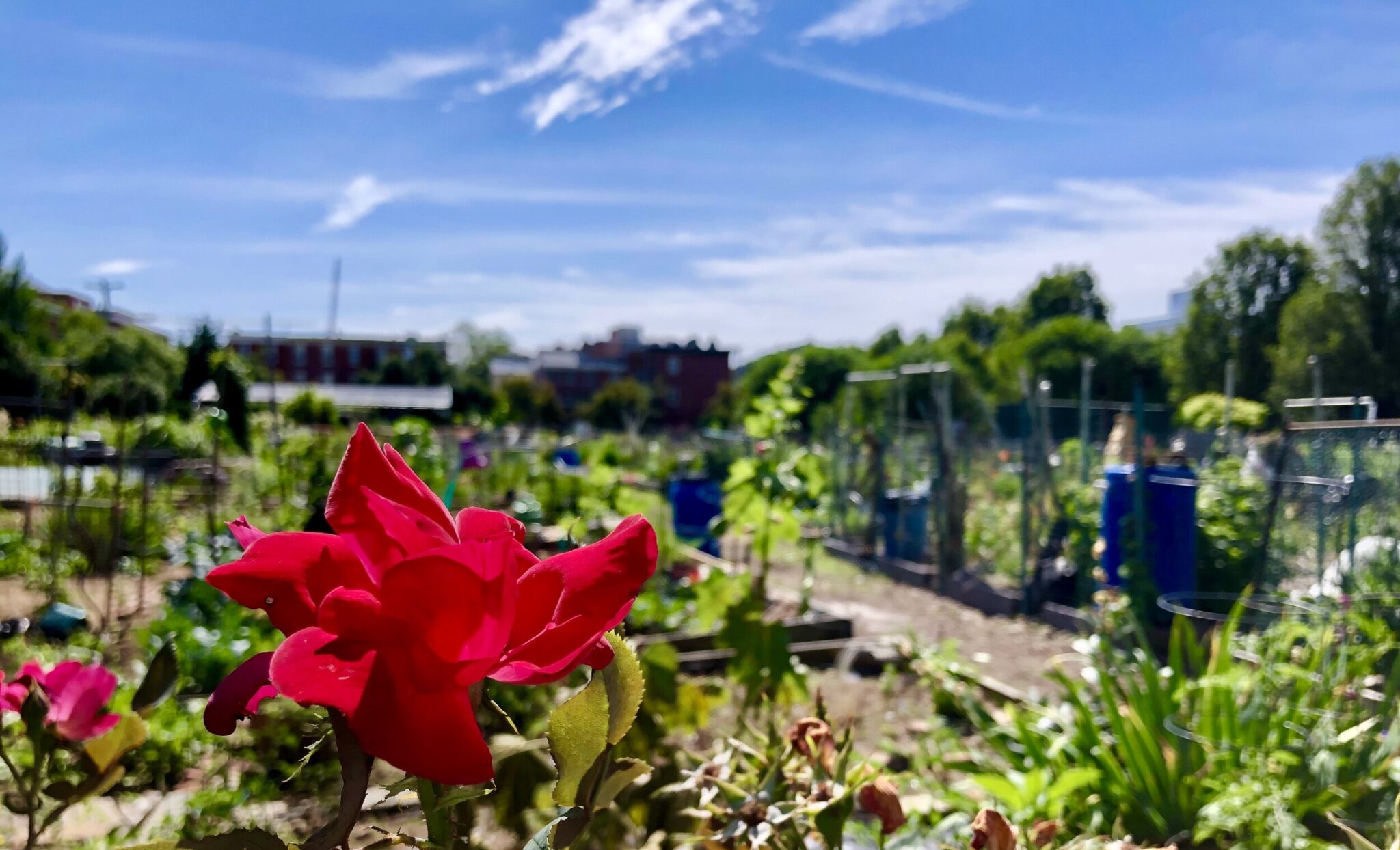 Spring Garden - Philadelphia Beautiful